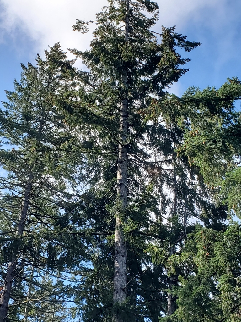 common Douglas-fir from N 13th St & Olympic College, Shelton, WA 98584 ...