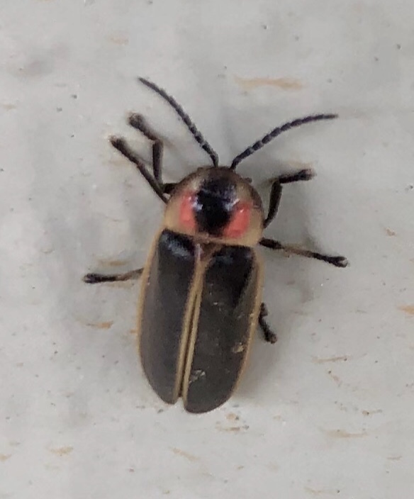 Common Eastern Firefly from 10620 Quarry Chapel Rd, Gambier, OH, US on ...