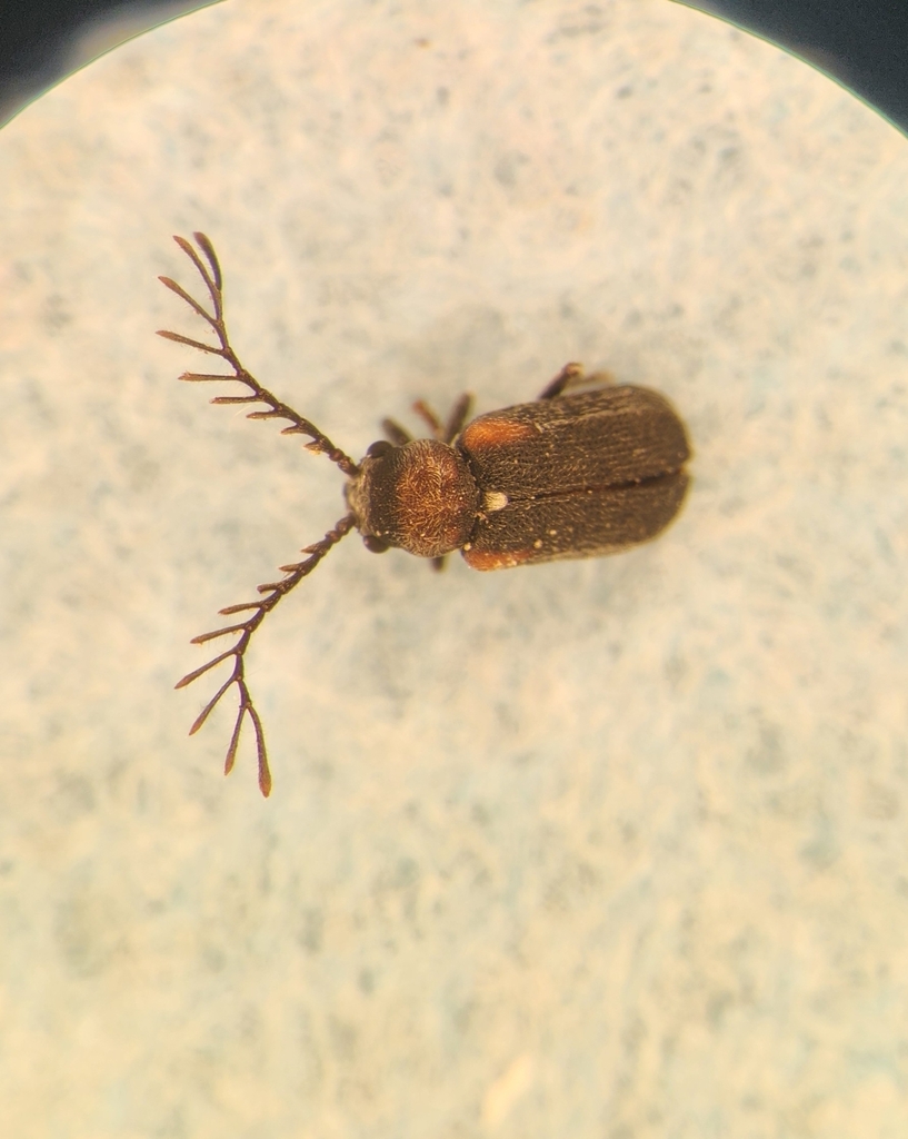Eucrada humeralis from Wisconsin Dells, WI, USA on October 4, 2024 at ...