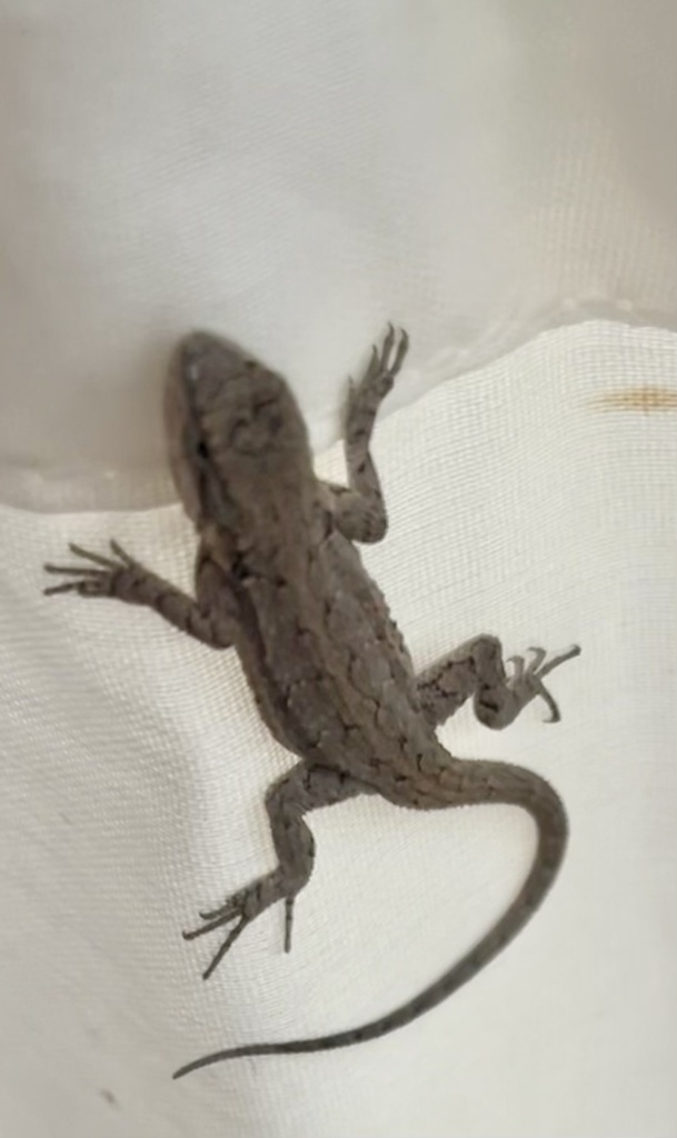 Ornate Tree Lizard from Dewey, AZ, US on October 3, 2024 at 06:12 PM by ...