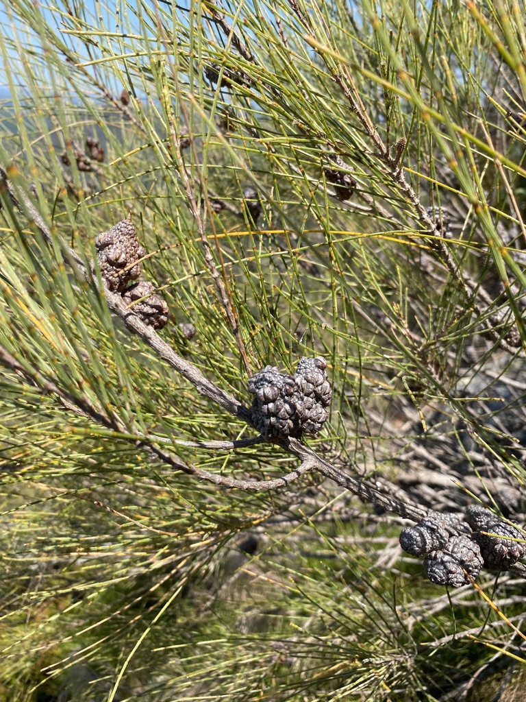 sheoaks from Glass House Mountains National Park, Glass House Mountains ...