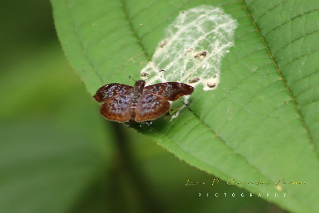 Blue-studded Skipper from Reserva Territorial, Col. Santa Bárbara, Ver., México on October 4 ...