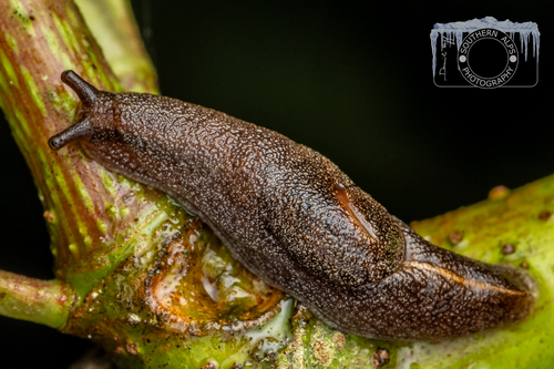 Parmella planata · NaturaLista Colombia