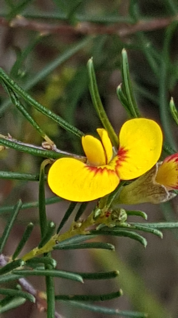 Smooth Parrot-pea from Corinella VIC 3984, Australia on October 5, 2024 ...
