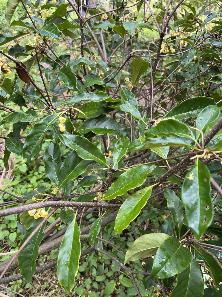 Rough-fruited Pittosporum in September 2024 by Annie Waters · iNaturalist