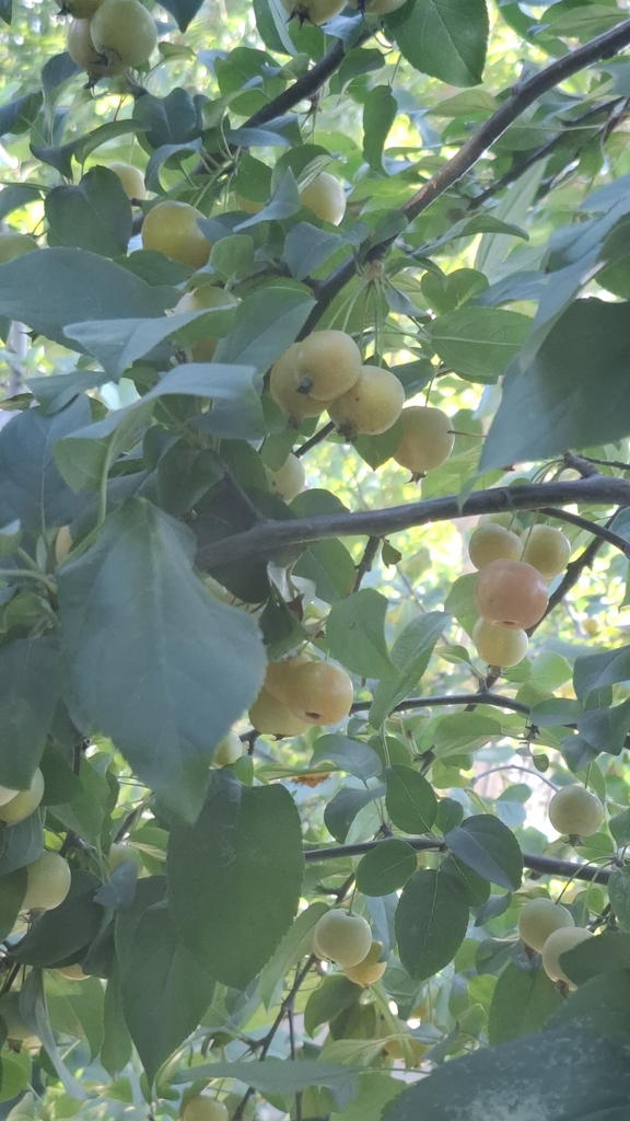 Maleae from 中國北京市大興區RG5F+54G 邮政编码: 102676 on October 01, 2024 at 03:38 ...