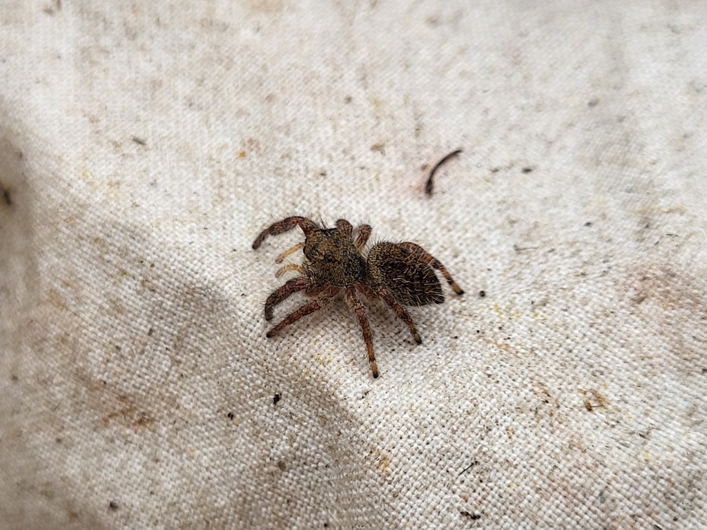 Grayish Jumping Spider from Mt Laurel Township, NJ 08054, USA on ...