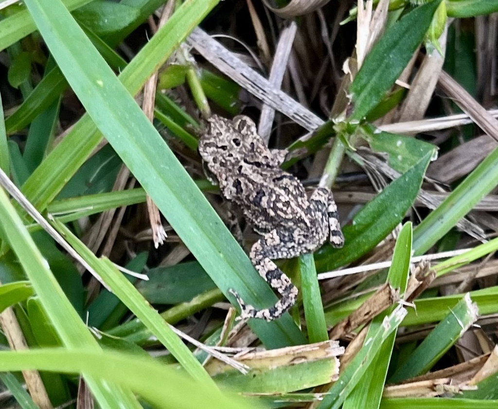 Gulf Coast Toad from Winding Woods Ln, Lake Charles, LA, US on October ...