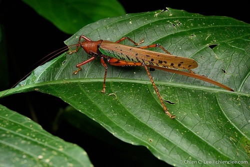 Eumacroxiphus megapterus · iNaturalist