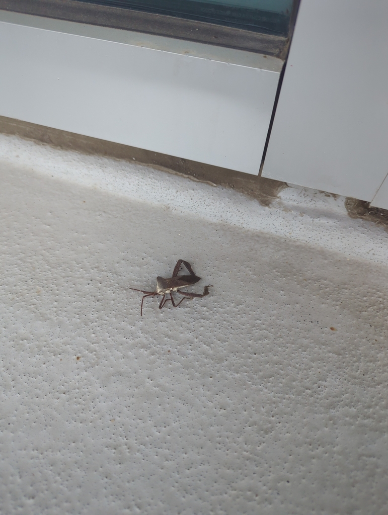 Giant leaf-footed bug from Houston, TX 77030, USA on October 5, 2024 at ...