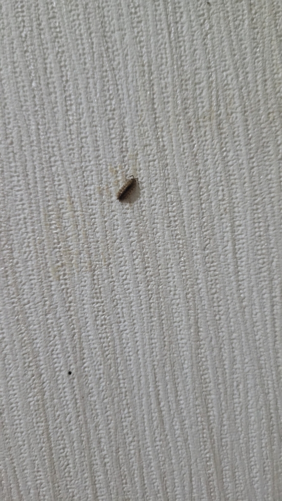 Isopods from 1321-37 Mutsuzaki, Sakura, Chiba 285-0812, Japonia on ...