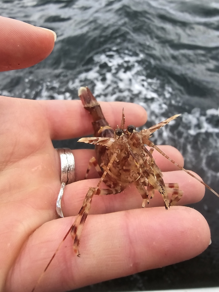 Spiny Lebbeid from Capital Regional District, BC, Canada on October 4 ...