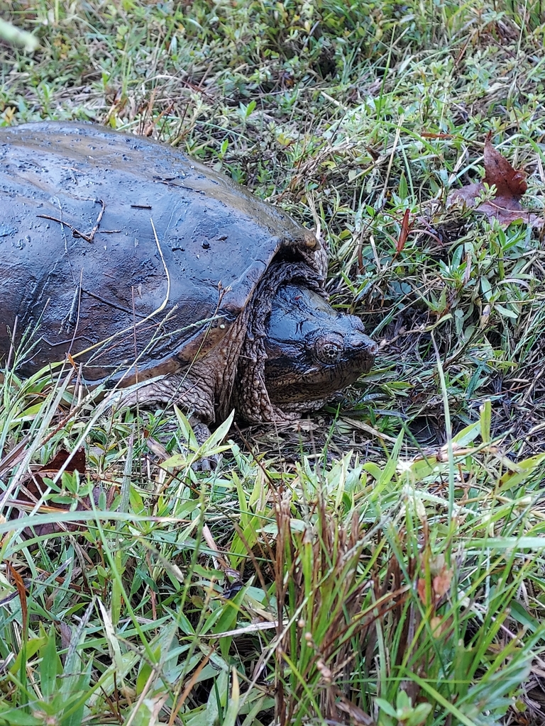Common Snapping Turtle from Durham, NC 27705, USA on October 5, 2024 at ...