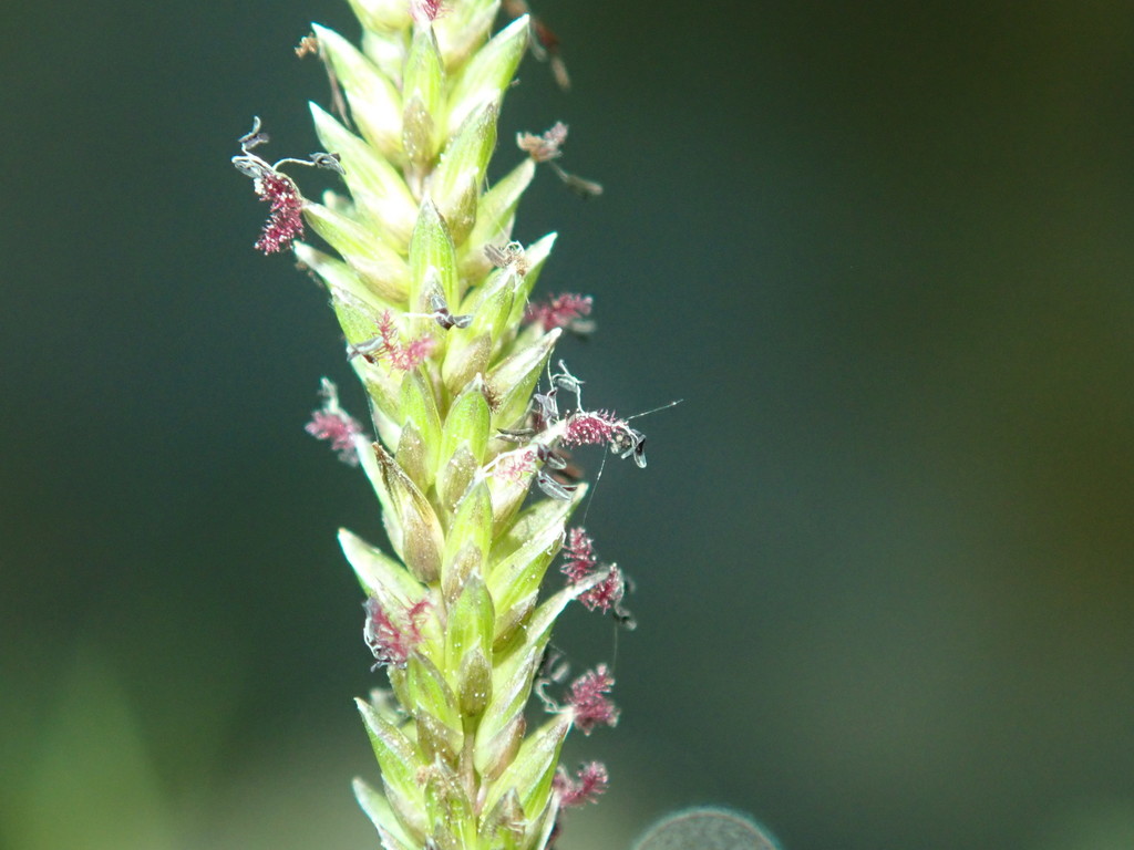 Indian Cupscale Grass from Riveras del Rio Mindo Margen Derecho Aguas ...