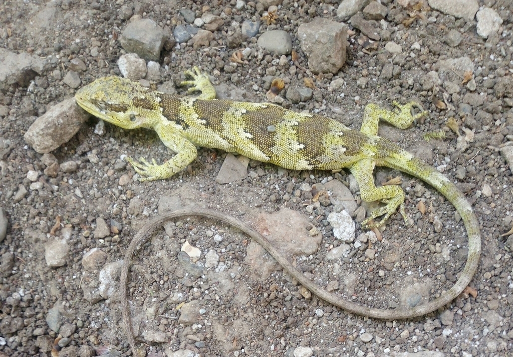 Werner's Monkey Lizard from Macara, Ecuador on October 5, 2024 at 10:37 ...