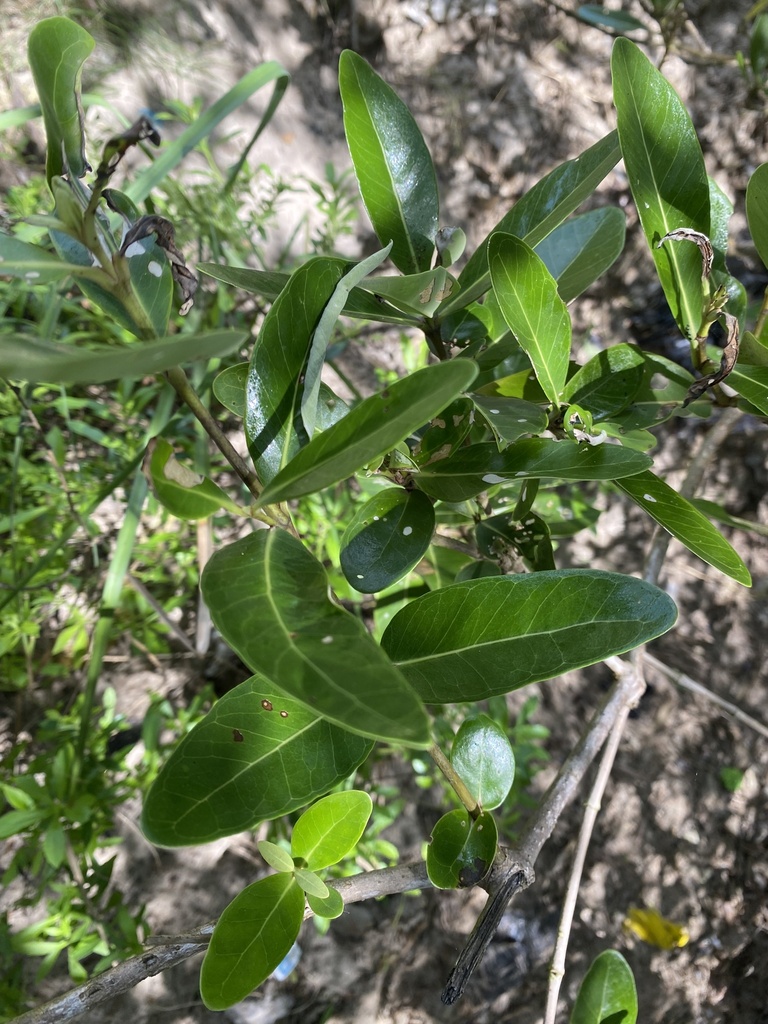 black mangrove from Calle 1, Riohacha, La Guajira, CO on October 5 ...
