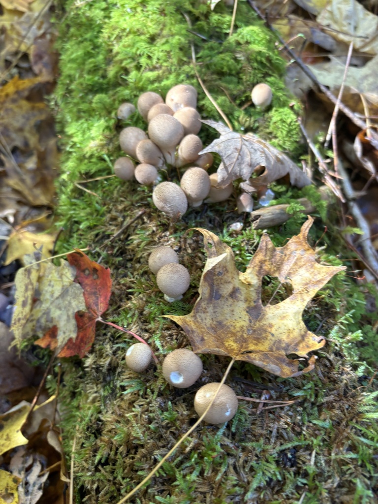 Pear-shaped Puffball from Rensselaerville, NY, US on October 5, 2024 at ...