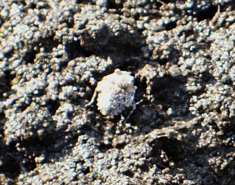 Big-eyed Toad Bug from Riverside County, CA, USA on October 4, 2024 at ...