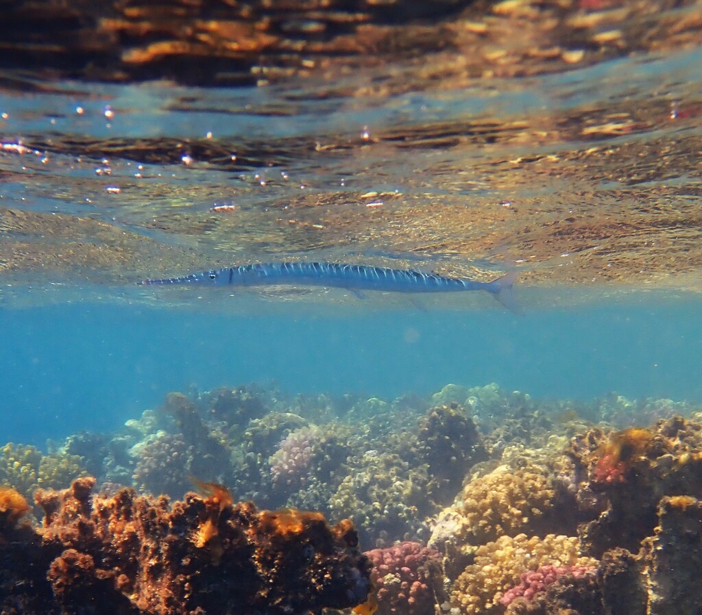 Red Sea Needlefish from Halayeb We Shelateen Road, 18km South of, City ...