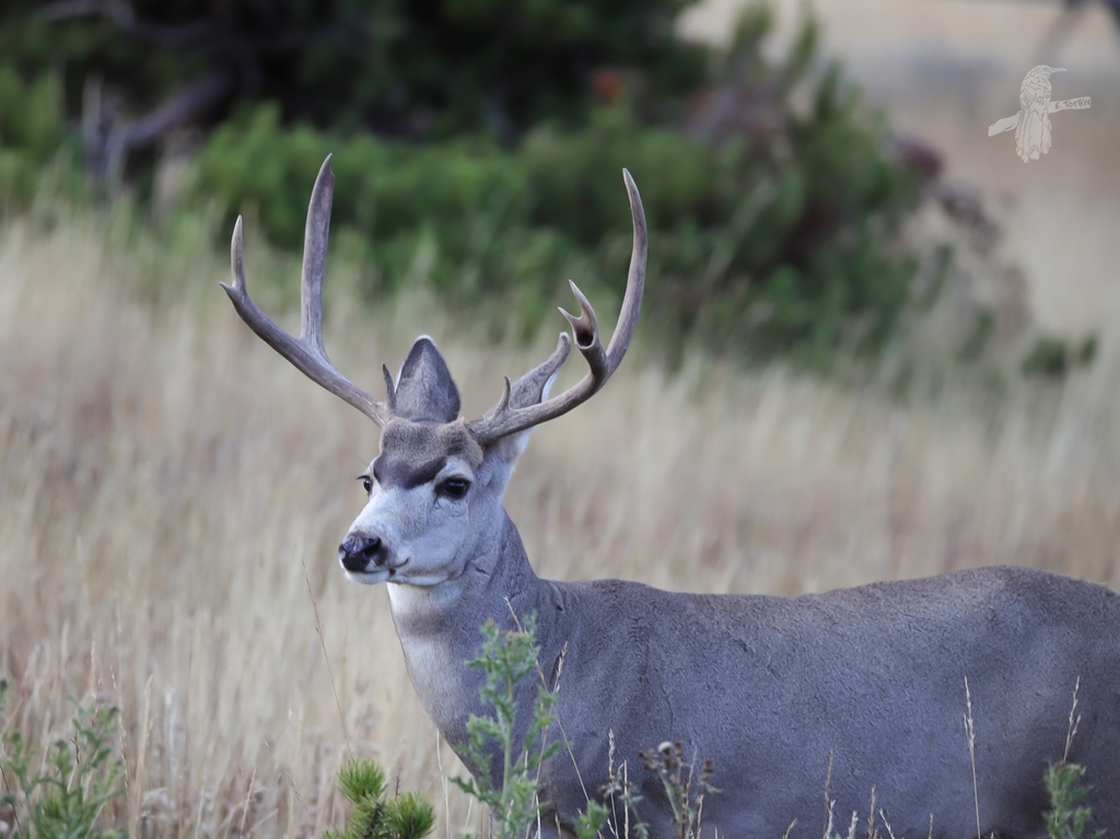 Mule Deer from Mammoth, WY 82190, USA on September 19, 2024 at 06:10 PM ...