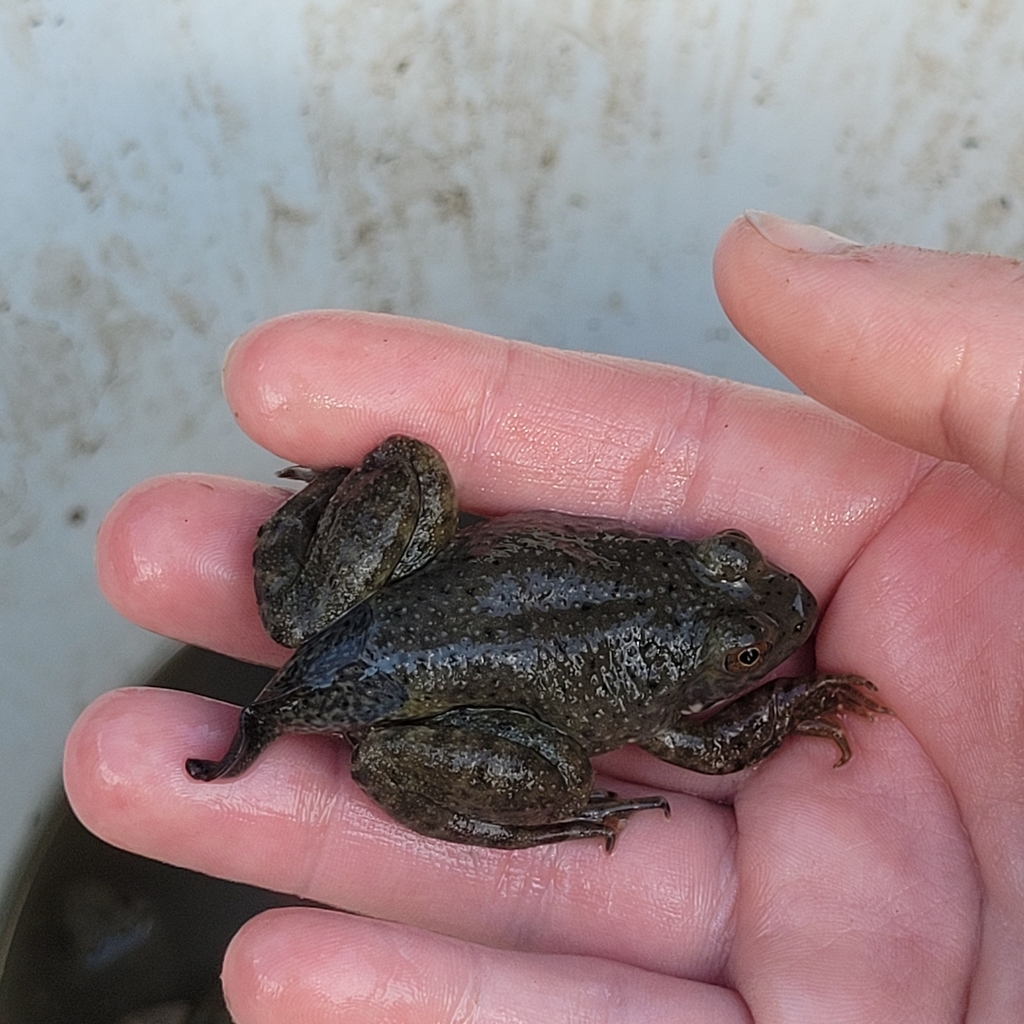 American Bullfrog from Emory, TX 75440, USA on October 05, 2024 at 01: ...