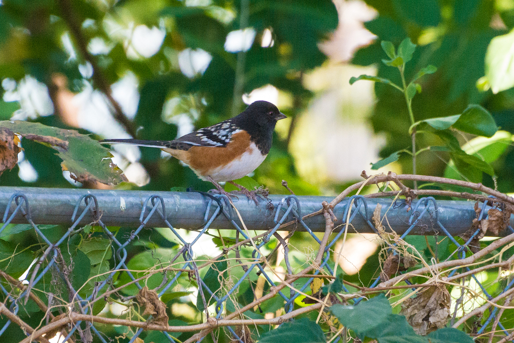 Spotted Towhee in October 2024 by Jason Hedlund · iNaturalist