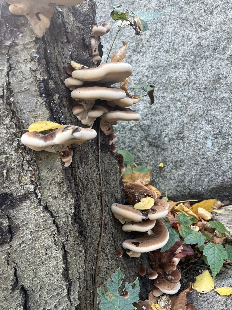 Ischnoderma from Bear Mountain State Park, Tomkins Cove, NY, US on ...