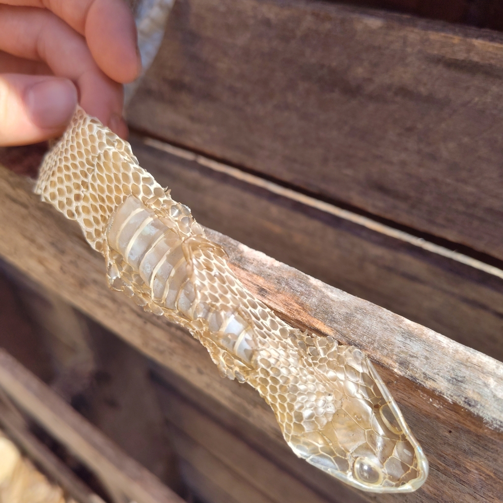 Colubrine Snakes from Oak Park, Raleigh, NC 27612, USA on October 5 ...