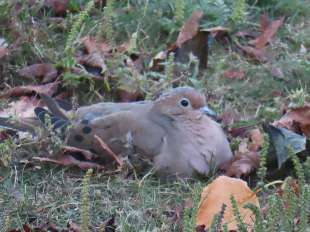 Mourning Dove from Port Elgin, ON, Canada on October 4, 2024 at 06:42 ...
