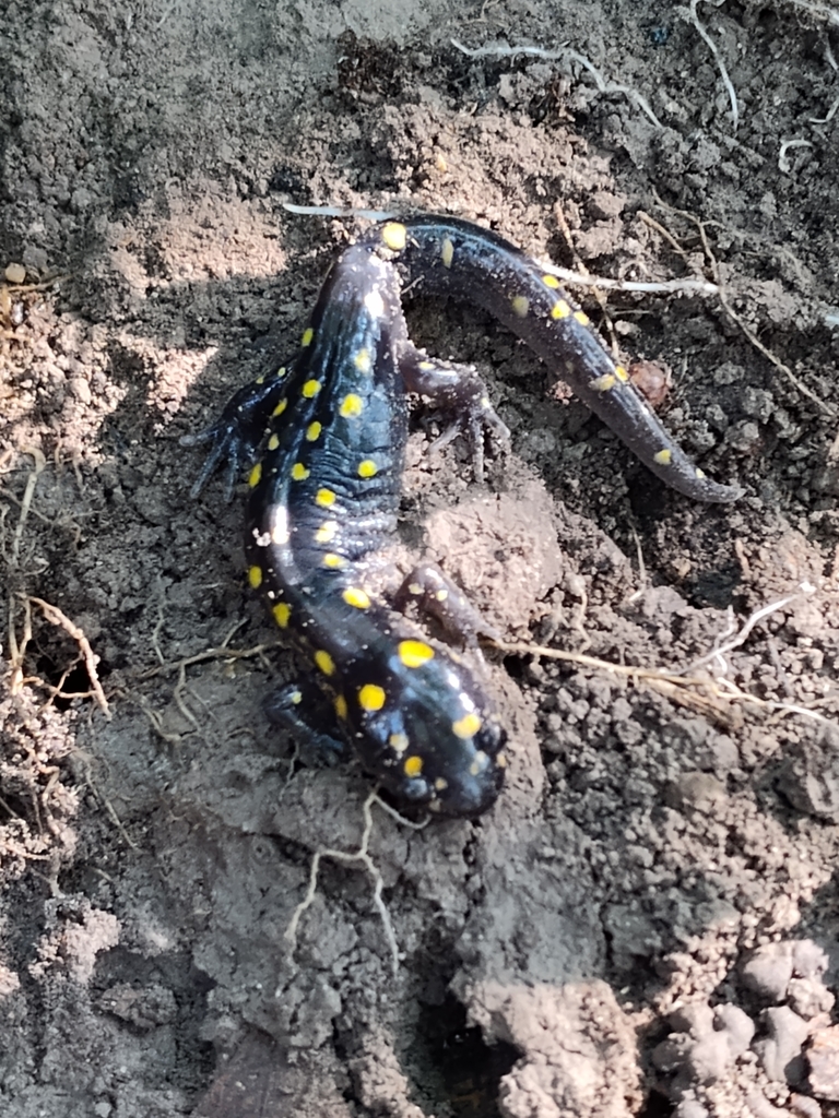 Spotted Salamander in October 2024 by Grant · iNaturalist