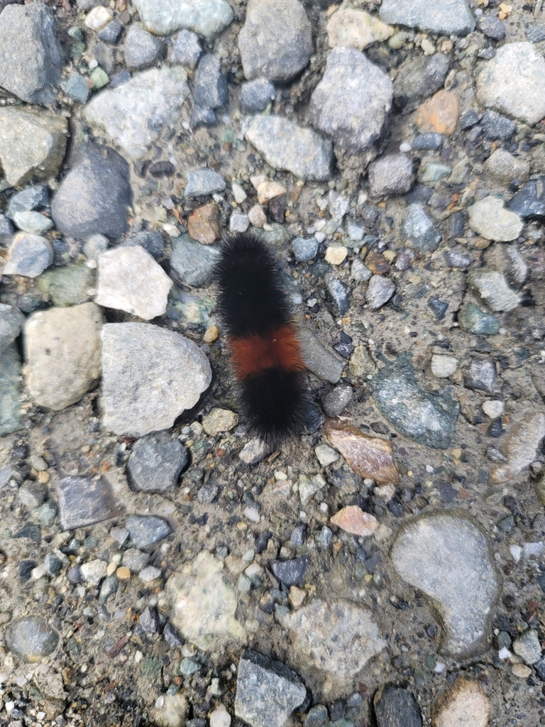 Isabella Tiger Moth from Bow, WA 98232, USA on October 5, 2024 at 02:08 ...