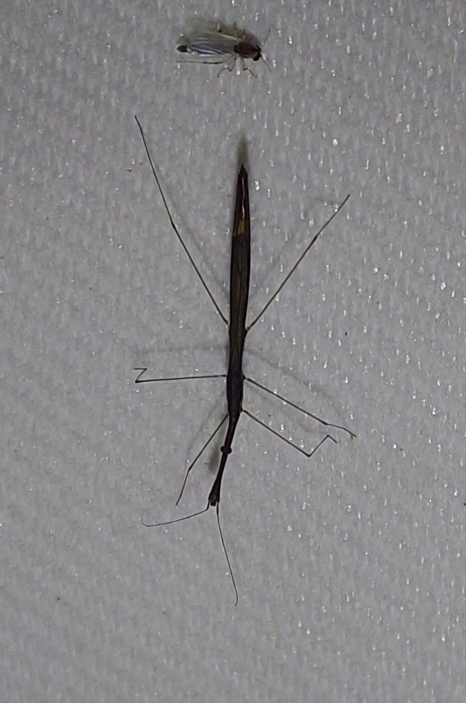 Hydrometra from Polk County, FL, USA on August 10, 2024 at 10:35 PM by ...