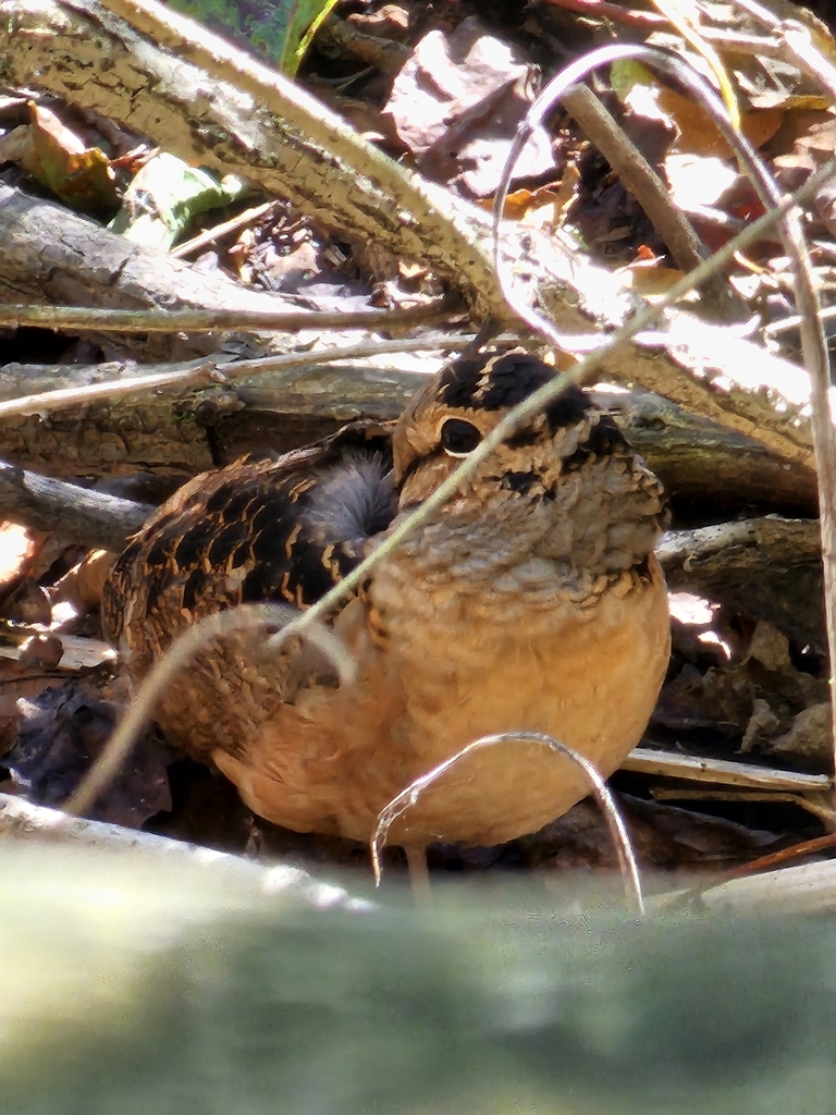 American Woodcock from Curtice, OH 43412, USA on October 5, 2024 at 01: ...