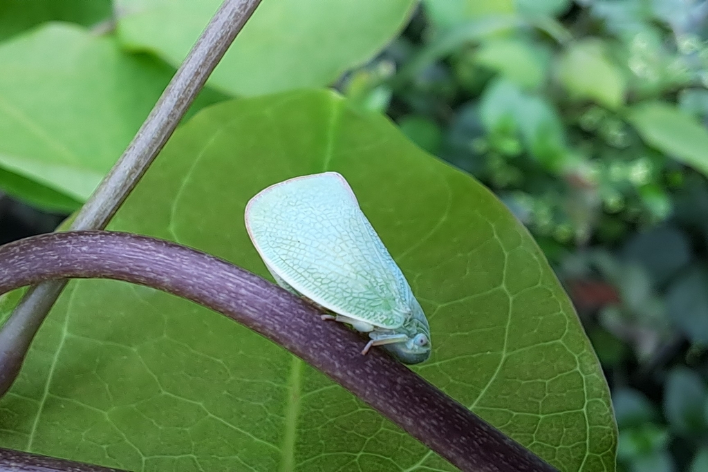 Geisha distinctissima in September 2024 by o_mice · iNaturalist