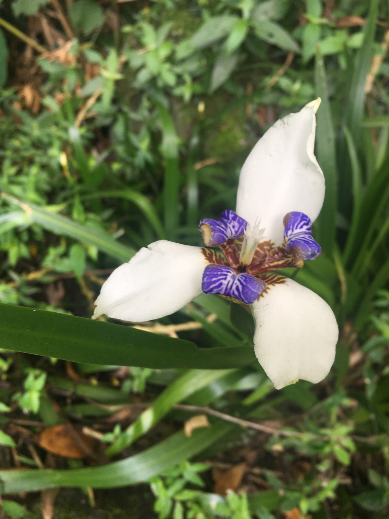 Walking Irises from 620, , Puntarenas, CR on July 27, 2016 at 11:24 AM ...
