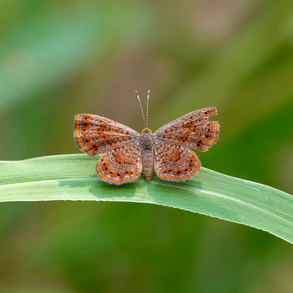 Rounded Metalmark from Williamson Creek Greenbelt (Tom Donovan Nature ...