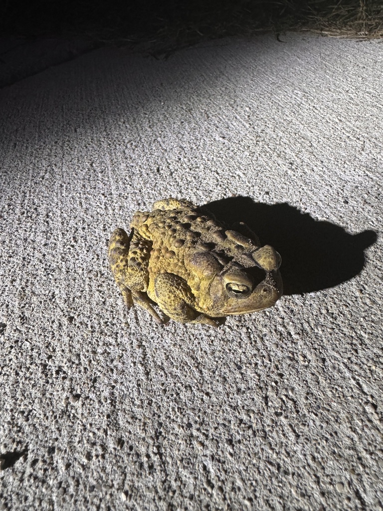 American Toad from S Edgar Rd, Mason, MI, US on October 5, 2024 at 07: ...