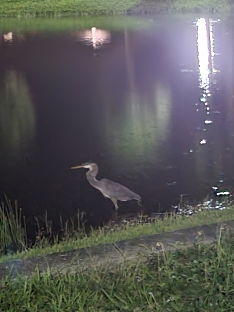 Great Blue Heron from Melbourne, FL 32901, USA on October 5, 2024 at 08 ...