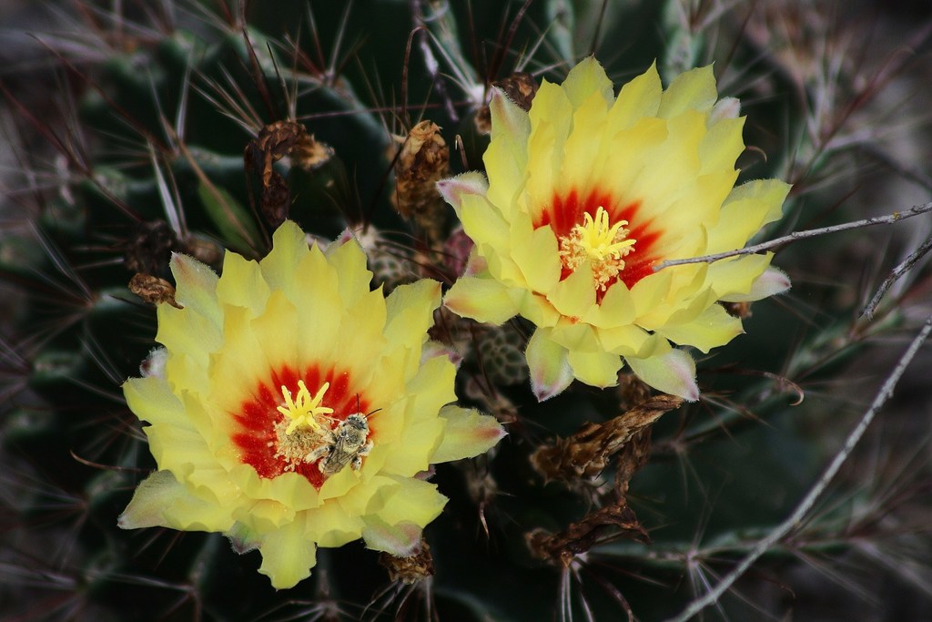 Miniature Barrel Cactus from Montell, Texas, United States on June 11 ...
