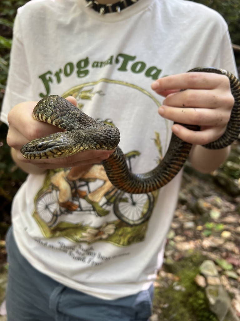 Common Watersnake from Buffalo Mountain Park, Johnson City, TN, US on ...