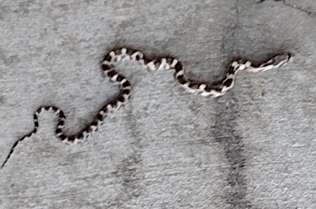 Western Ratsnake from Wichita, KS 67220, USA on September 25, 2024 at ...