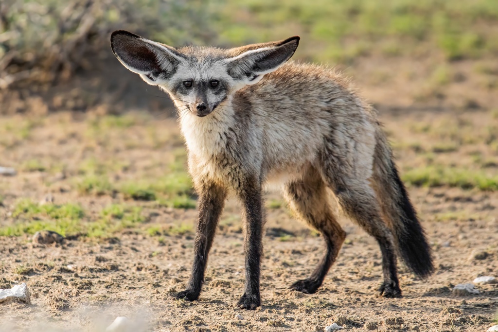 Southern Bat-eared Fox from Oshana Region, Namibia on January 21, 2023 ...