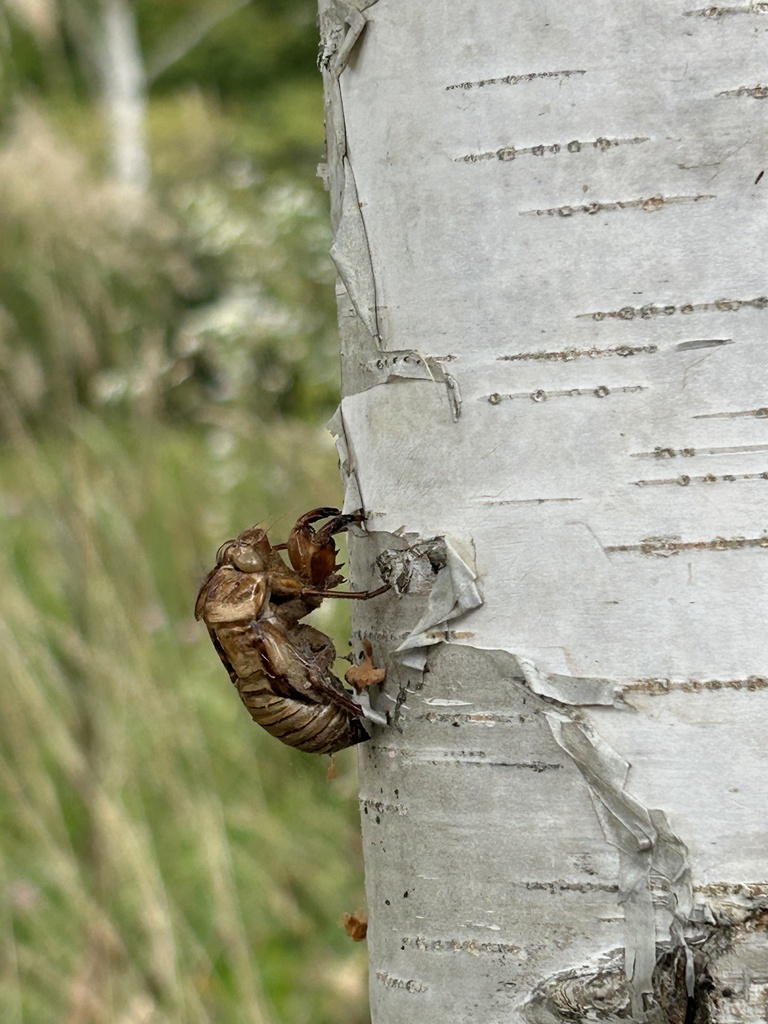 Auritibicen bihamatus from Kondo, Niseko, Hokkaido, JP on October 6 ...