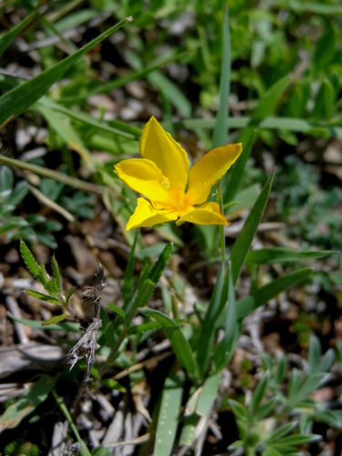 Menodora potosiensis · iNaturalist
