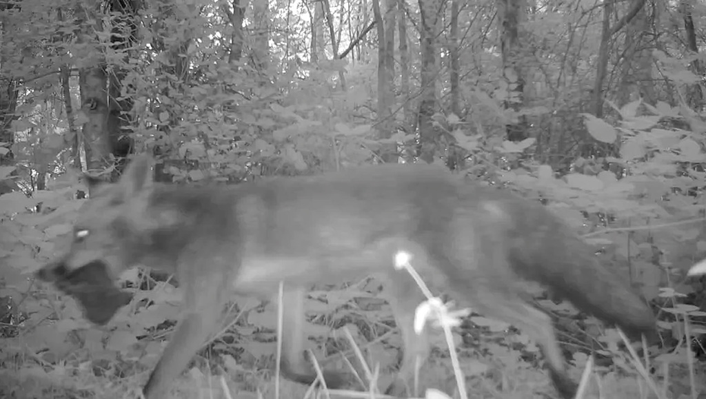 Red Fox in June 2019 by Tig. Still from trailcam video. · iNaturalist