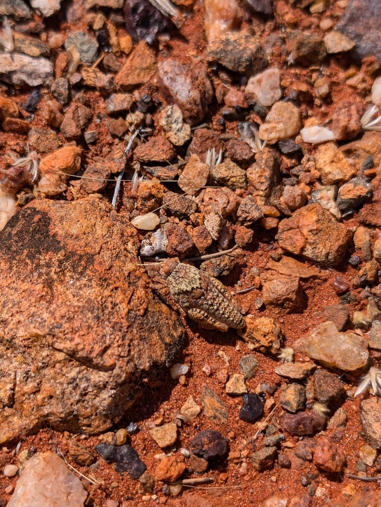 Buforania in October 2024 by Lluka Johns-Mead · iNaturalist