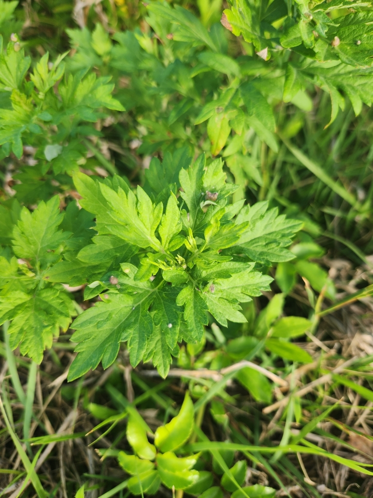 Japanese Mugwort from Ibaraki Prefectural Oarai Park, 8249 Isohamachō ...