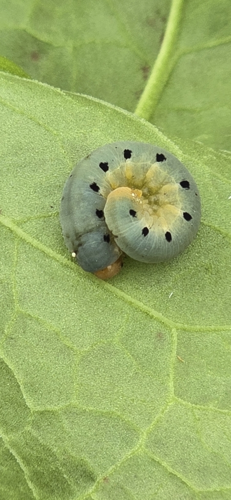 Allantus luctifer from 대한민국 충청남도 천안시 동남구 단대로 on October 6, 2024 at 09: ...