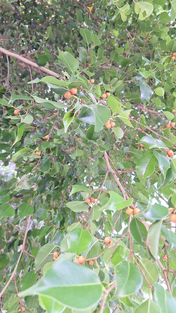 Weeping fig from 300台灣新竹市東區明湖里 on October 6, 2024 at 03:18 PM by Ring ...