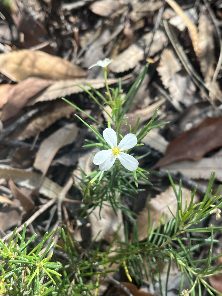 Wedding Bush in October 2024 by Annie Waters · iNaturalist